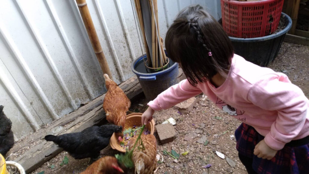 養雞日記 – 大煙囪養雞日記